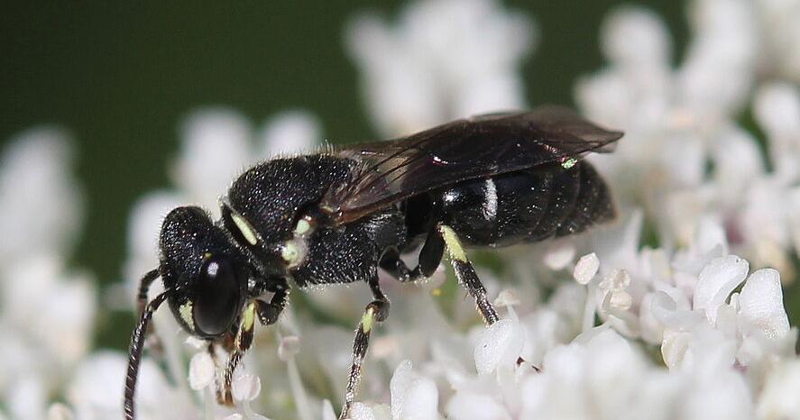 Backyard bee watchers, photographers help discover multiple new species ...