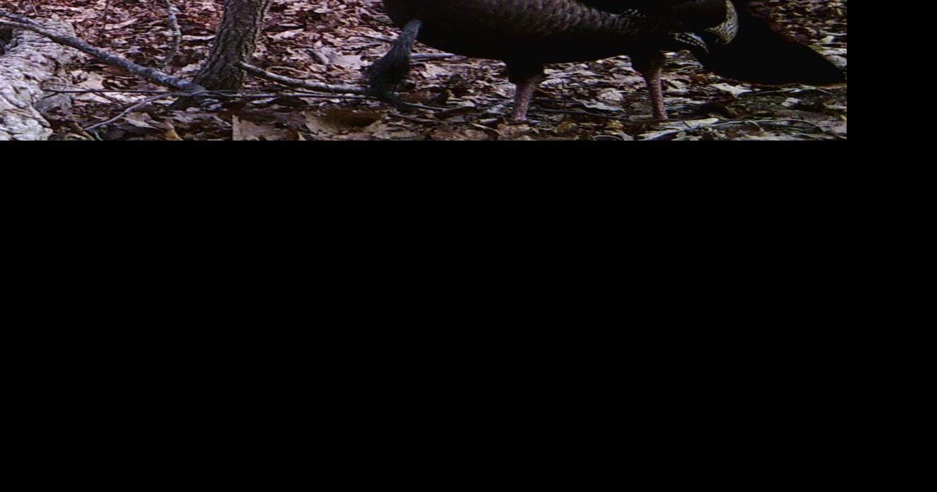 I hate the mysteries of turkeys | News | meadvilletribune.com