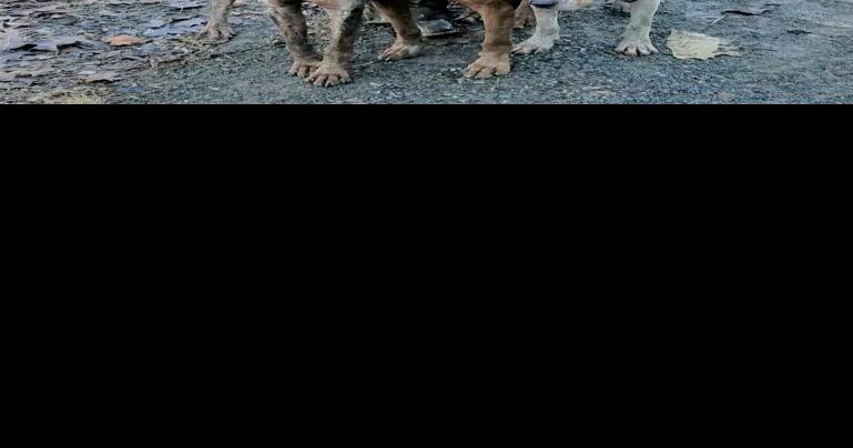 The bear (and the lady) went over the mountain | News ...