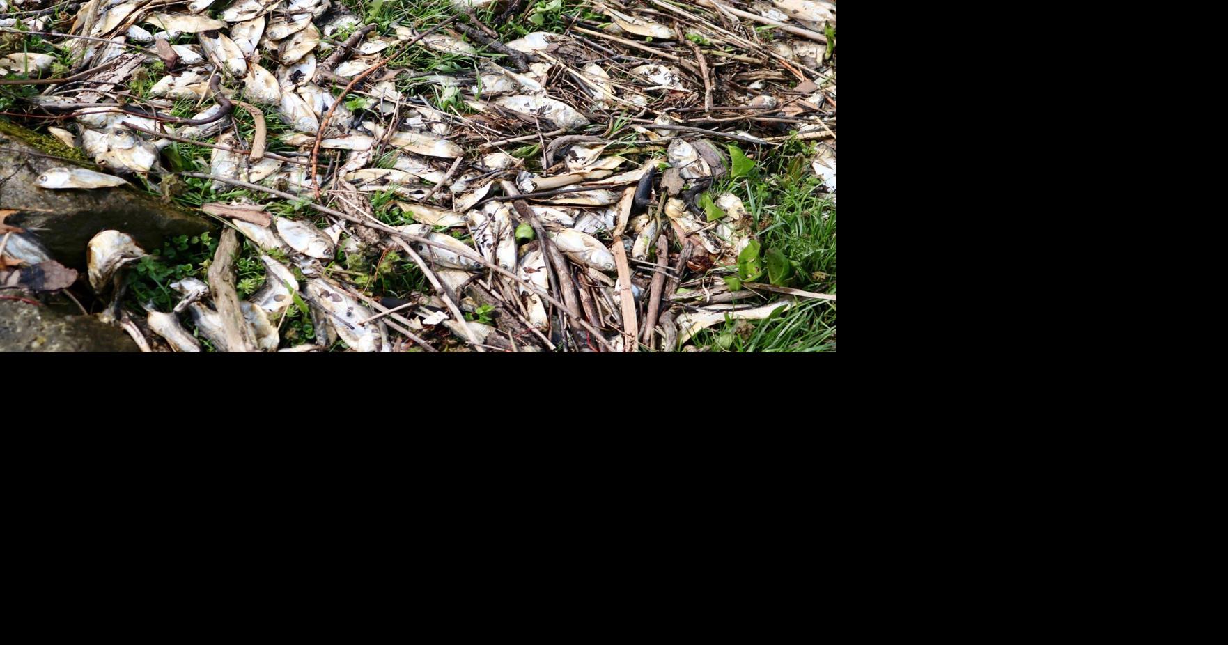 Lake Wilhelm fish die-off attracts scores of bald eagles | News ...