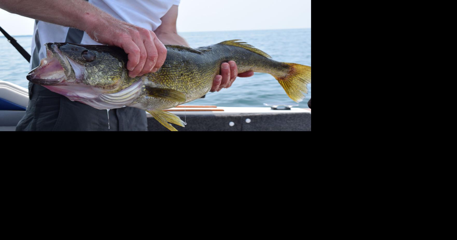 Summer walleye catches in Pennsylvania portion of Lake Erie were second ...