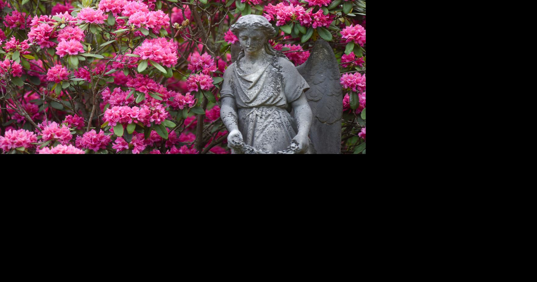 Greendale Cemetery approaches totality for rhododendrons | News ...
