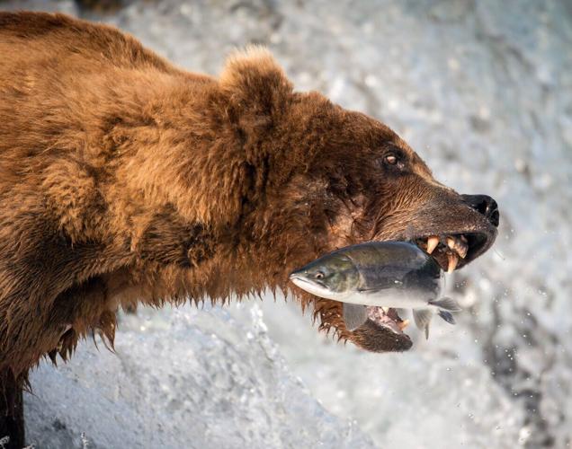 Indiana man captures bear, wildlife images in faraway places | News ...