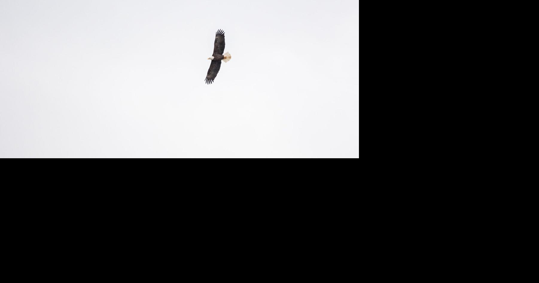 Eagle fest brings out hundreds to Shenango River dam | News ...