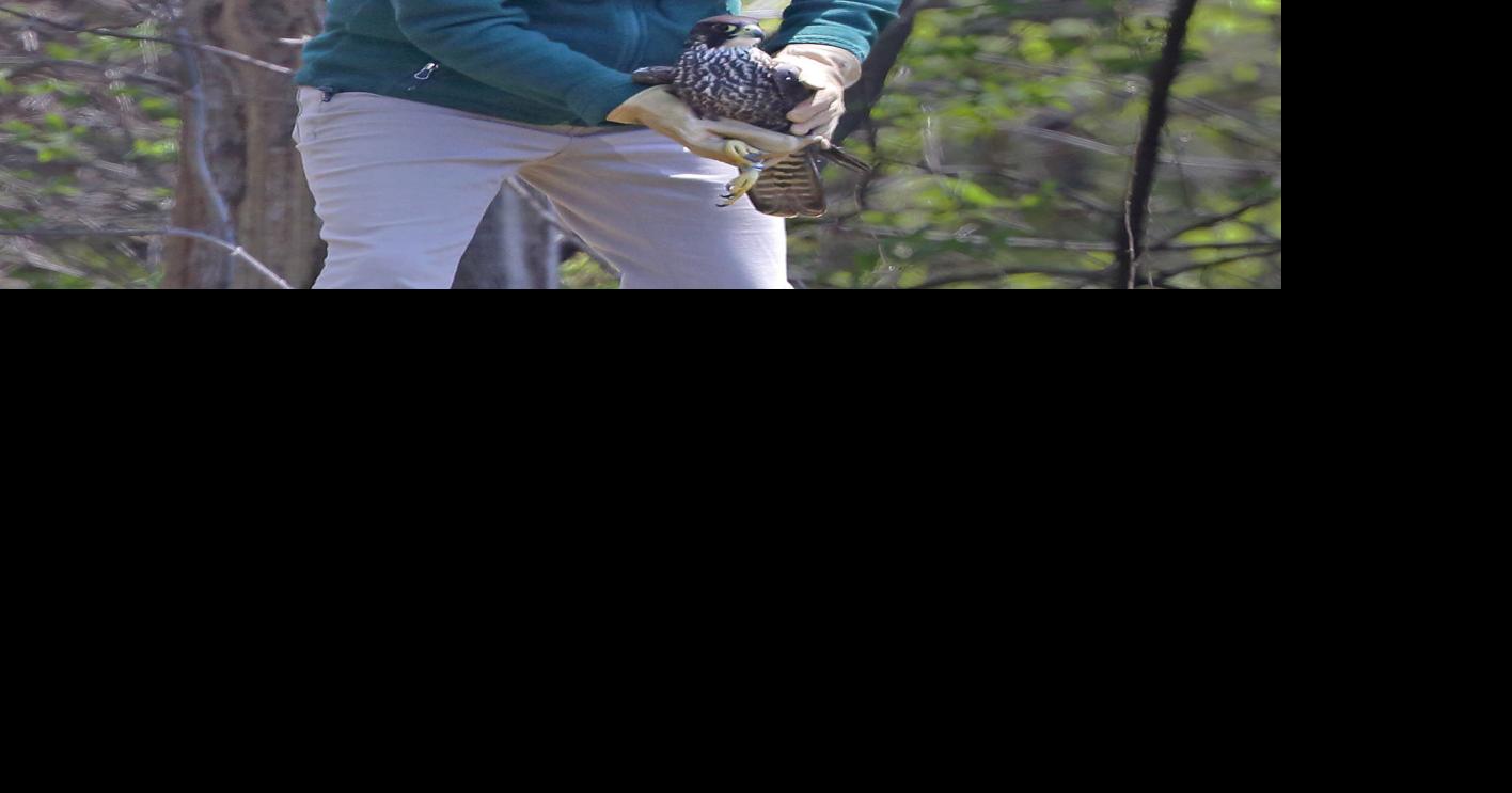 Tamarack Wildlife Center rehabilitates rare bird | News ...