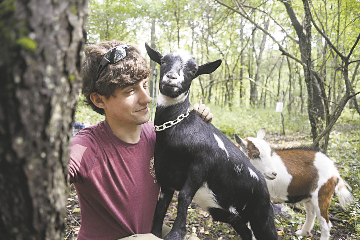 Refuge using goats to control invasive plant species | News ...