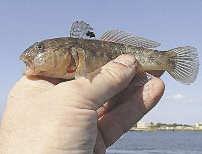 Round goby poses threat to French Creek, researchers say | News ...