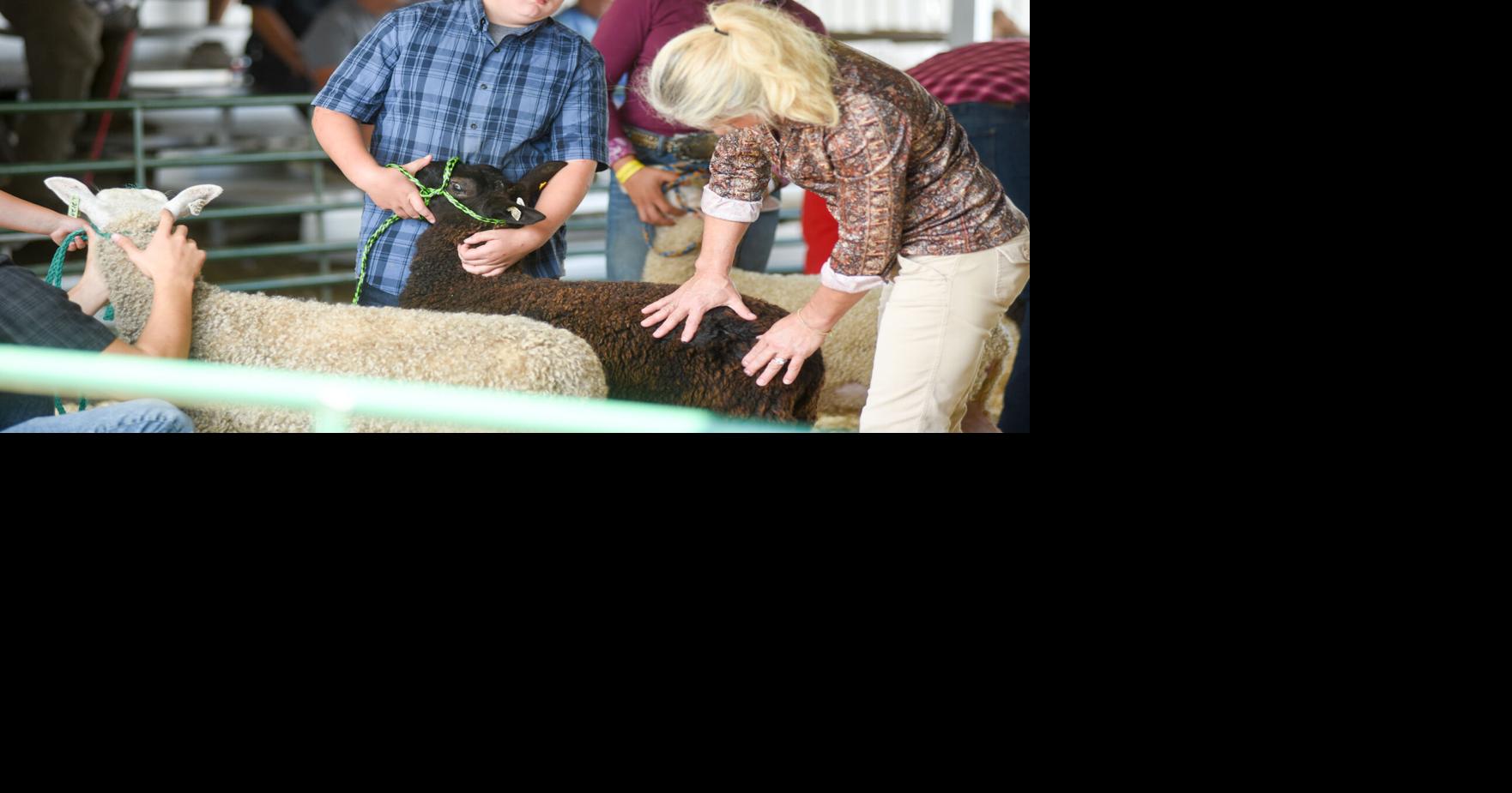 Young Spartansburg shepherd shines at fair's sheep show Tuesday | News ...