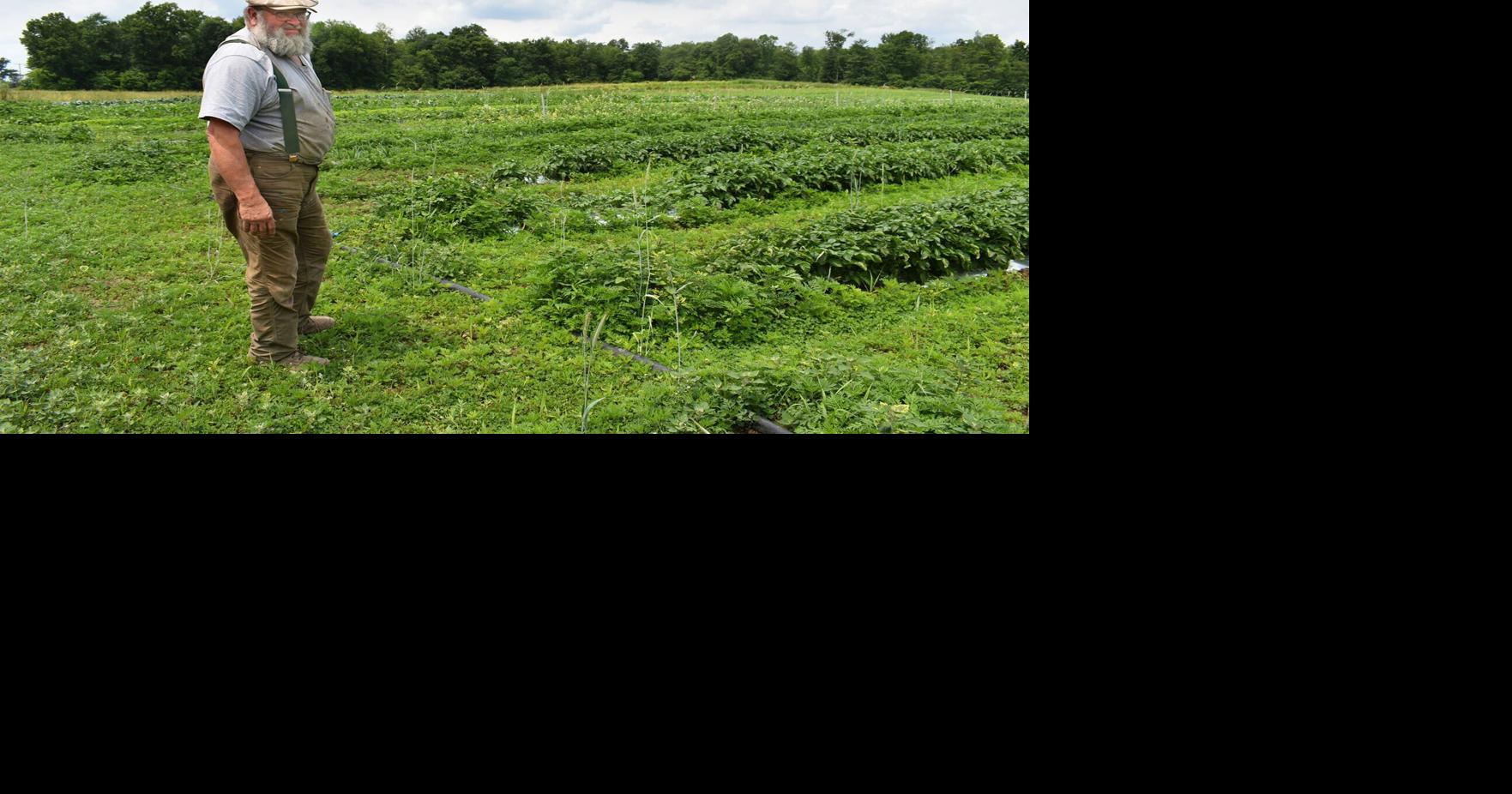 Clover is 'green manure,' area farmer says | News | meadvilletribune.com