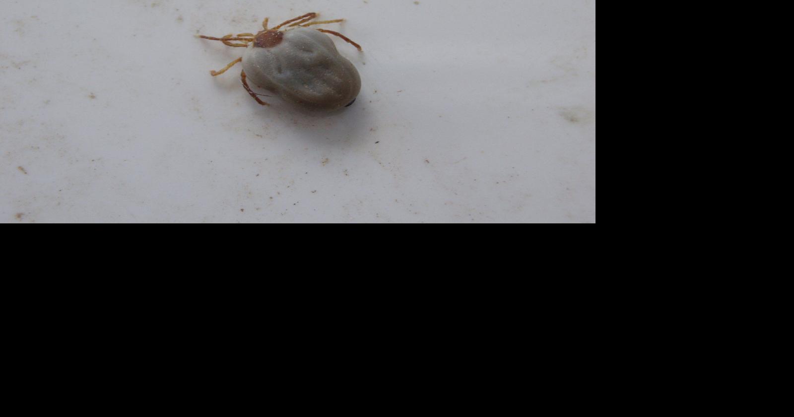 Free tick testing available to Pennsylvania residents | Local News ...