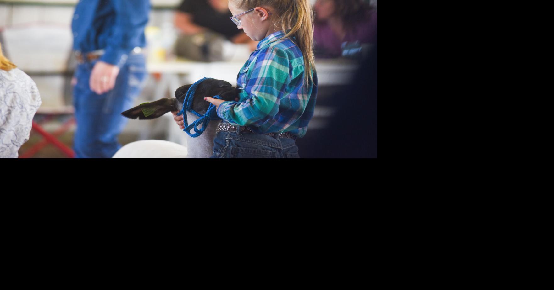 Sheep in the spotlight at Crawford County Fair | News ...