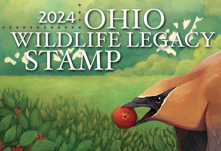 Purchase Your 2024 Ohio Wildlife Legacy Stamp Today | Birds ...
