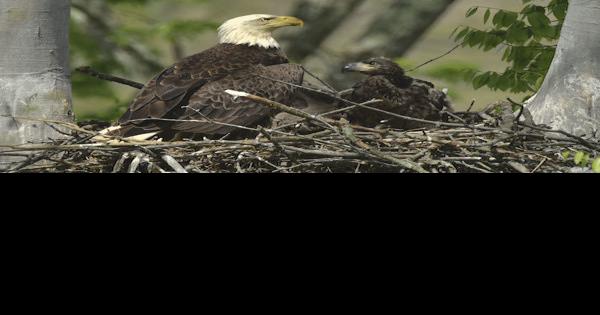 Ohio's Bald Eagle Nesting Season Underway | Birds | medinacountylife.com