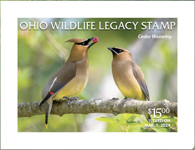 Purchase Your 2024 Ohio Wildlife Legacy Stamp Today | Birds ...