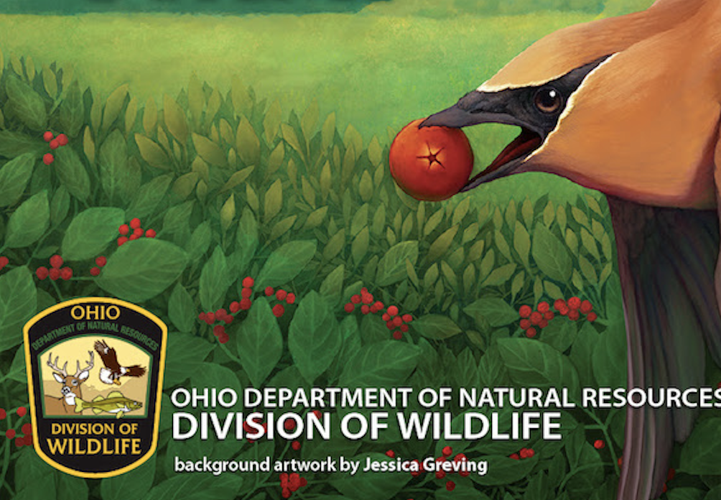 Purchase Your 2024 Ohio Wildlife Legacy Stamp Today | Birds ...