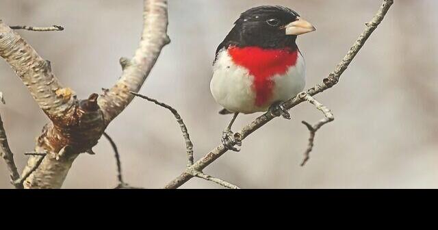 Got Pics to Share? ReachLorraine@Gmail.com - 90th Annual Series of ...