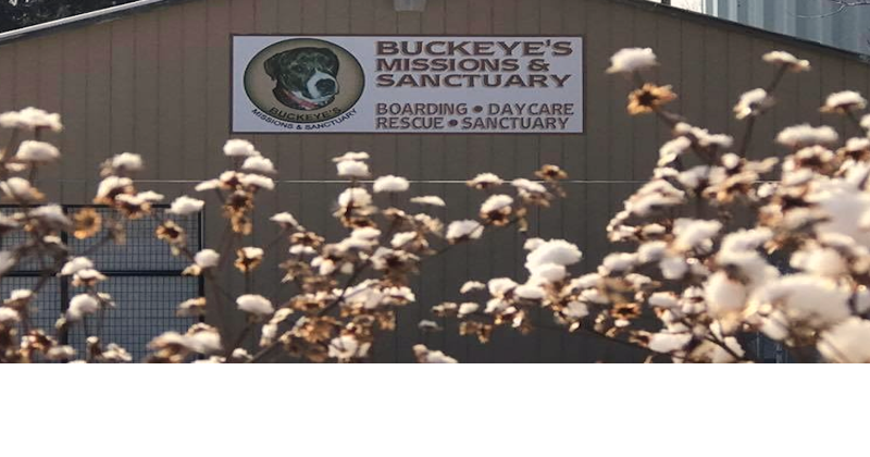Buckeye’s Missions and Sanctuary Provides a Safe Haven for Dogs | Pets ...