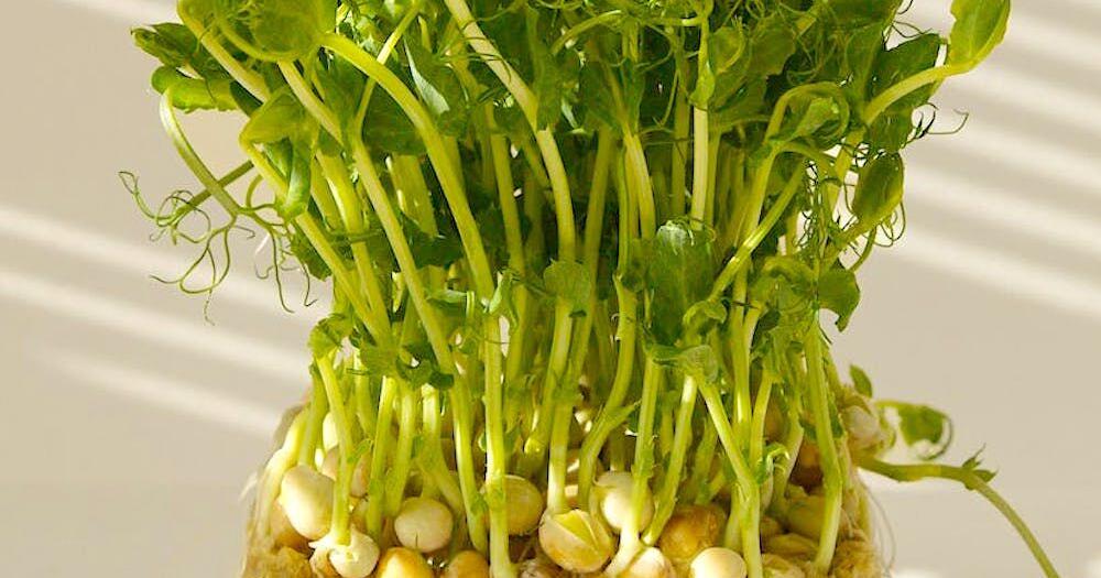 Tuesday, March 5 ‑ Preschoolers in the Garden: Let’s Learn About Cool ...