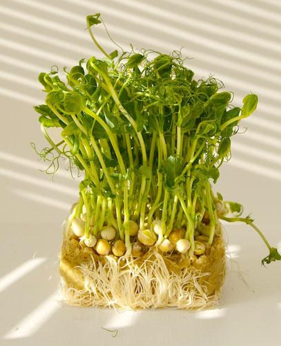 Tuesday, March 5 ‑ Preschoolers in the Garden: Let’s Learn About Cool ...