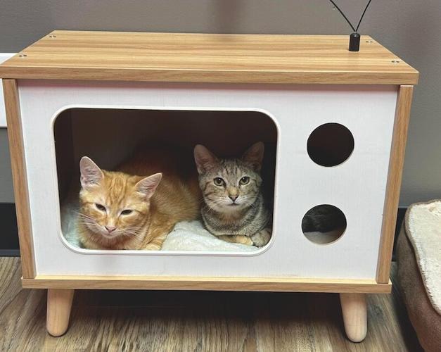 Cat Cafe - Cats Off the Square in Medina Ohio | Medina County ...