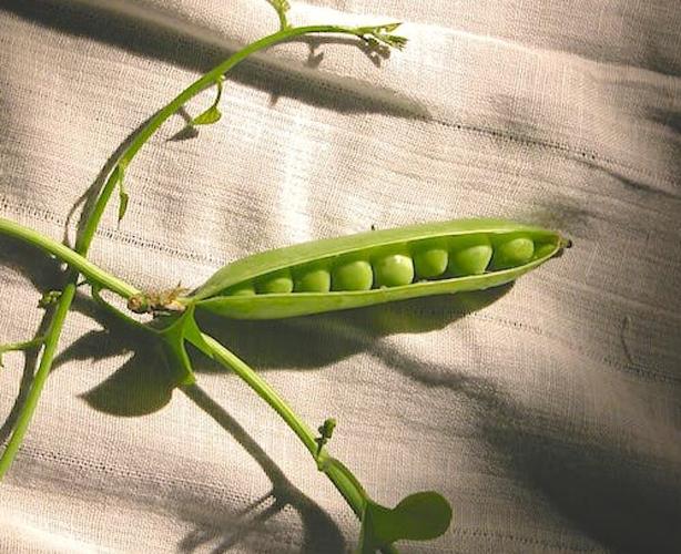 Tuesday, March 5 ‑ Preschoolers in the Garden: Let’s Learn About Cool ...