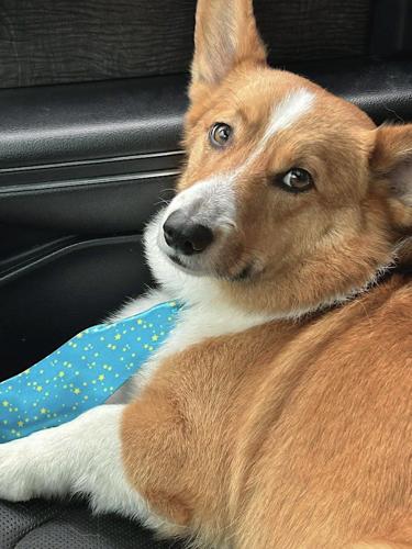 Use 7 steps to find your lost dog near Medina County | Pets ...