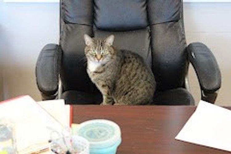 Kitten Krazy Finds Homes for Cats in Medina County - Local News ...