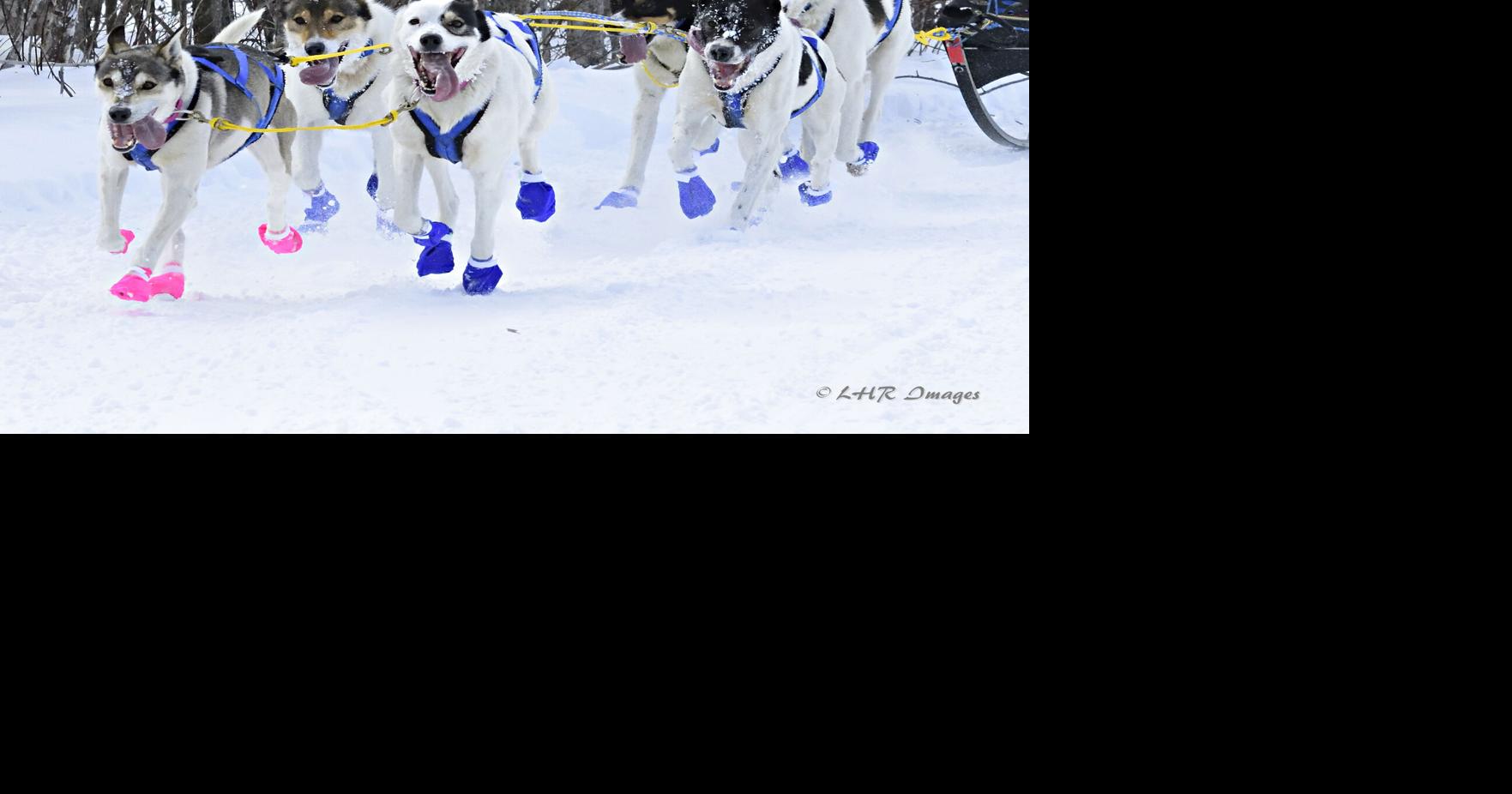 WolfTrack Classic returns to Ely with sled dog meet and greet | News ...