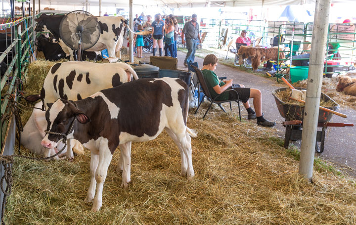 St. Louis County Fair | Gallery | mesabitribune.com