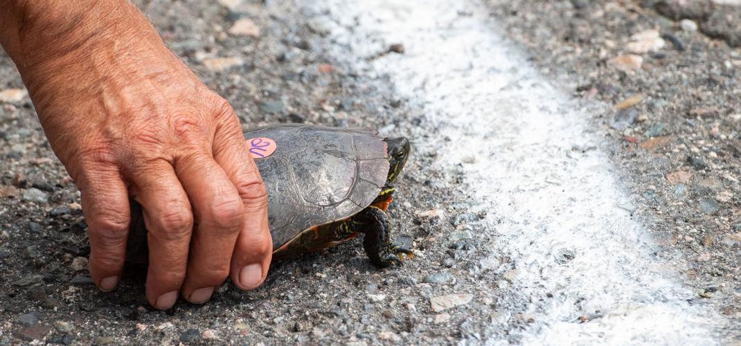 Turtle Races | Gallery | mesabitribune.com