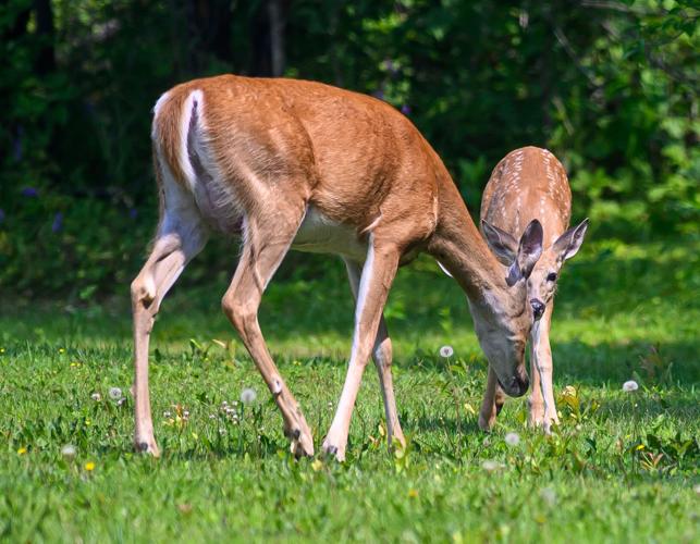 Doe and Fawn | Gallery | mesabitribune.com