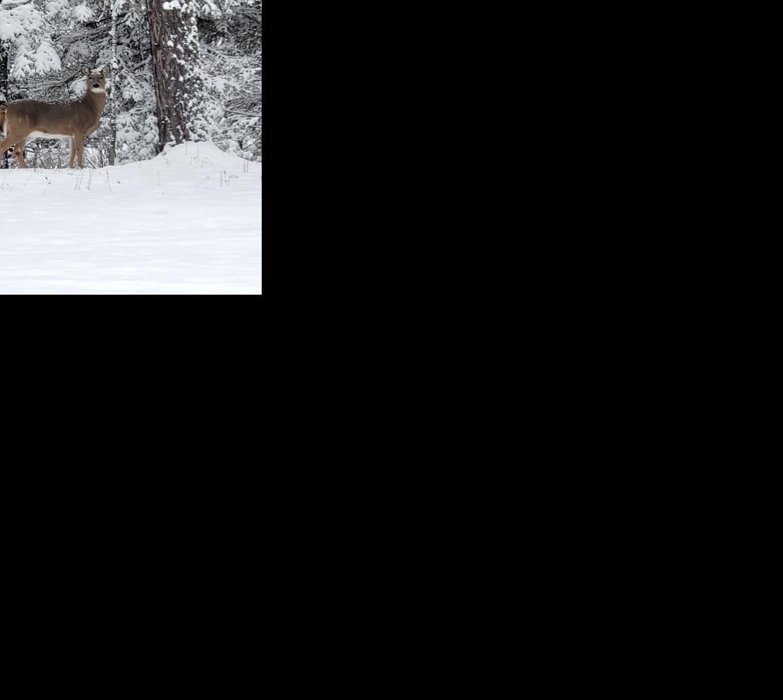 LIFE AT THE DEER CAMP | Local | mesabitribune.com
