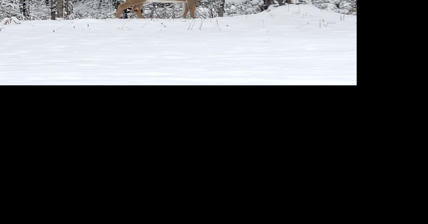 Deer harvest down throughout state, particular the northern portion ...