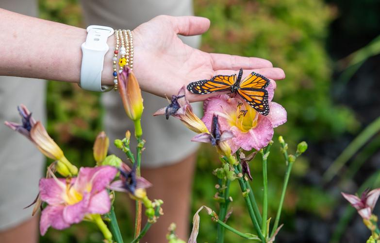 11th Annual Hospice Butterfly Release | Gallery | mesabitribune.com