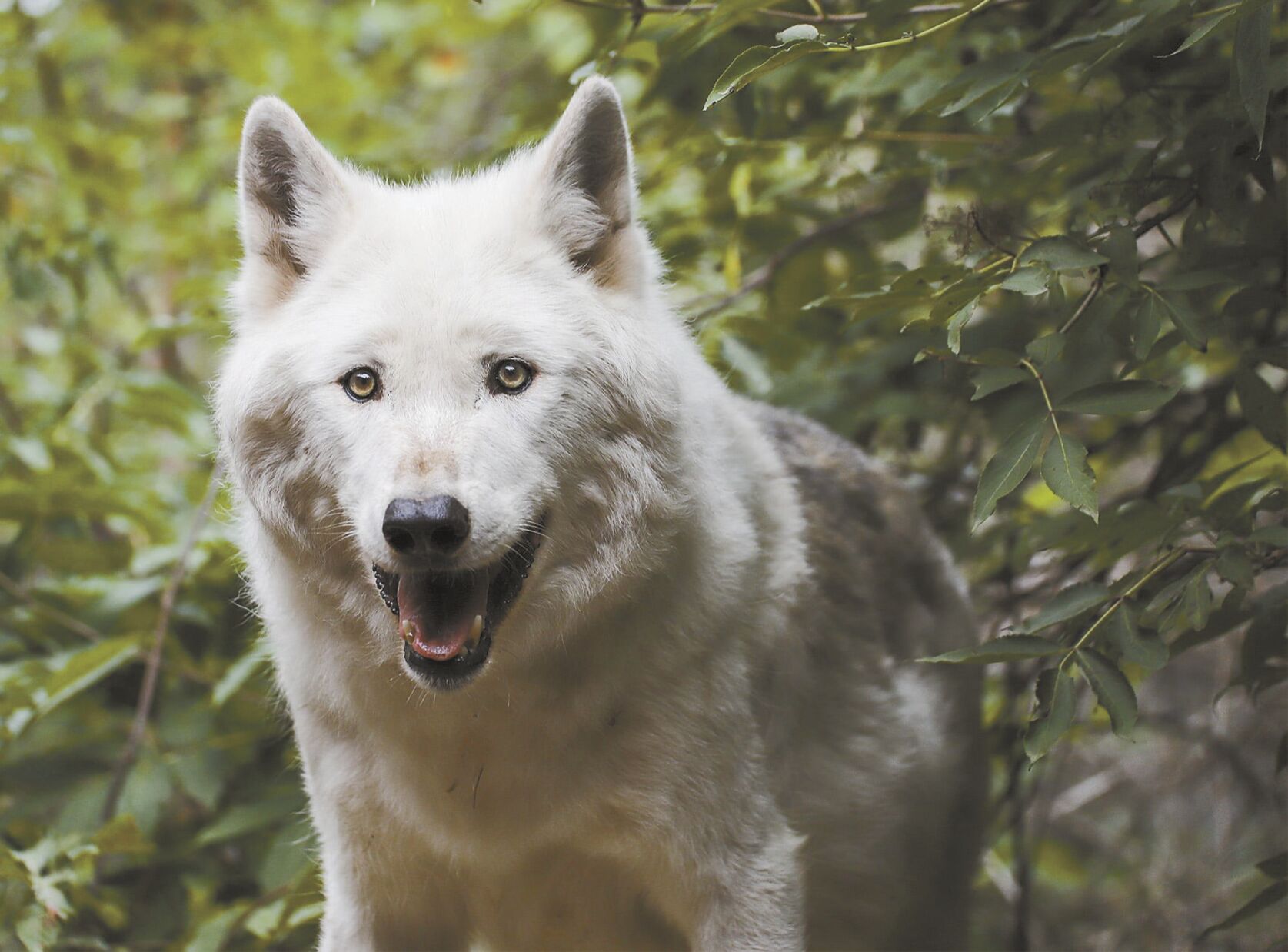 Longtime Wolf Center favorite ‘Denali’ euthanized | News ...