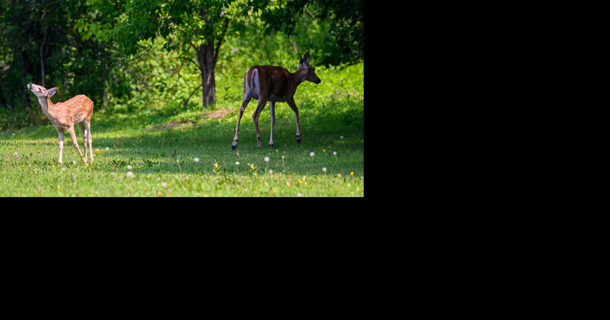 Doe and Fawn | Gallery | mesabitribune.com