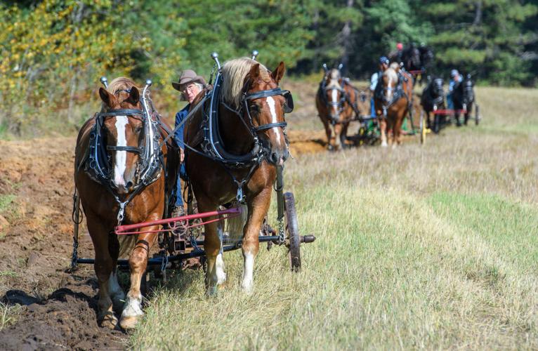 Draft Horse Day | News | mesabitribune.com
