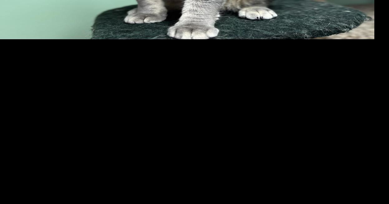 Precious Paws Pet of the Week | Local | mesabitribune.com