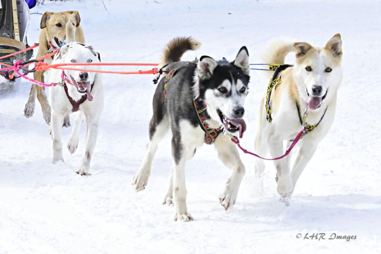 WolfTrack Classic returns to Ely with sled dog meet and greet | News ...