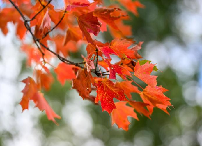 Fall's Arrival | Gallery | mesabitribune.com