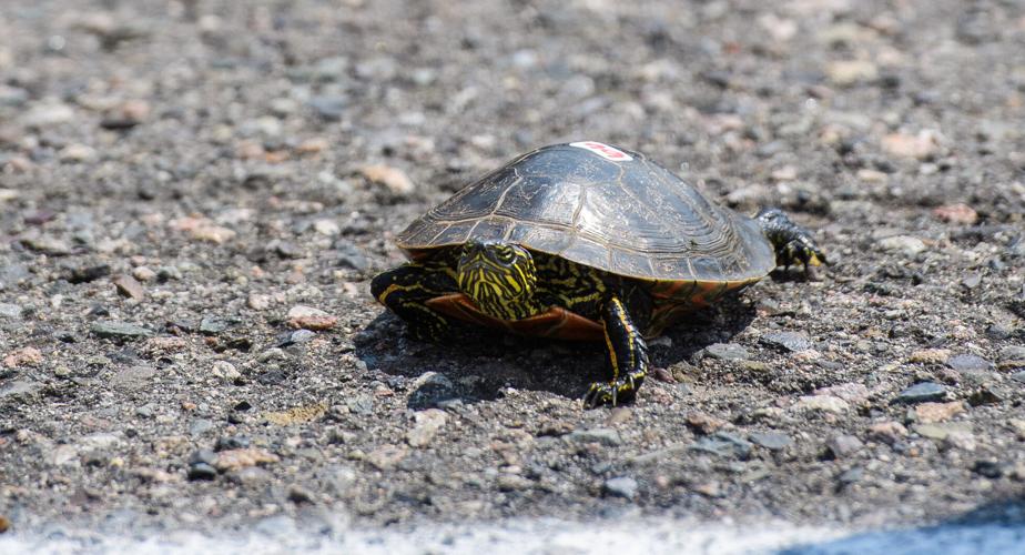 Hoyt Lakes Water Carnival Turtle Races | Gallery | mesabitribune.com