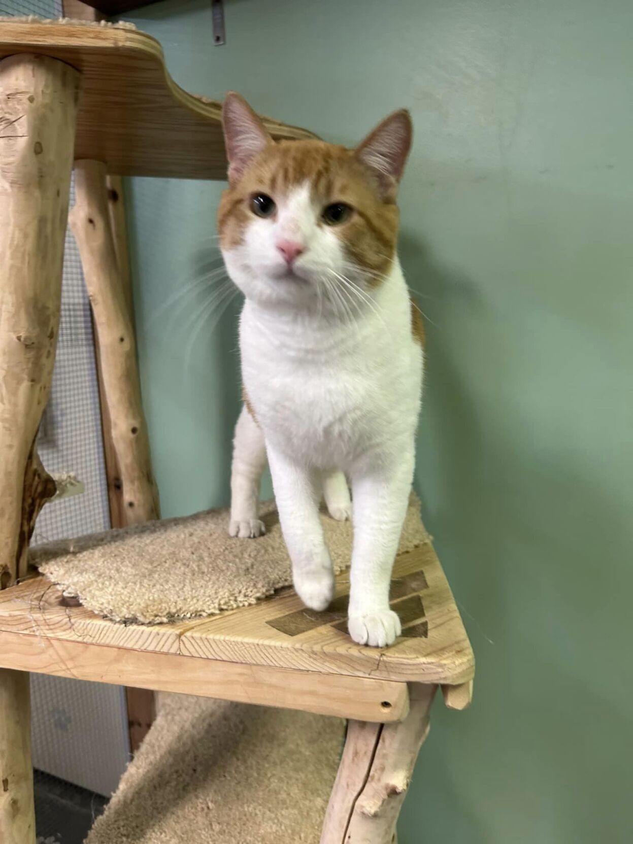 Precious Paws Pet of the Week | Community | mesabitribune.com