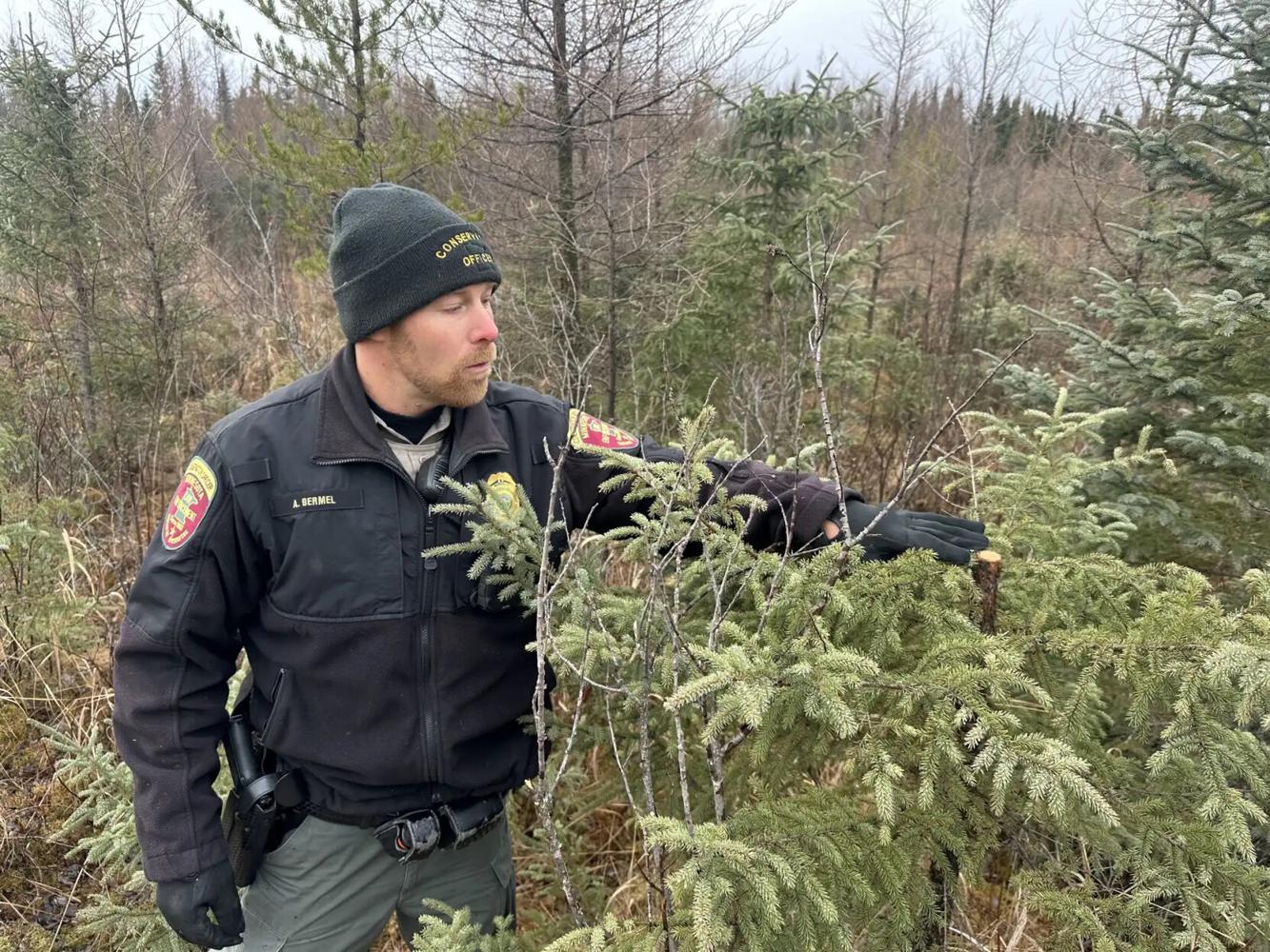 ‘Green Gold’: Booming demand for holiday greenery sparks illicit trade ...