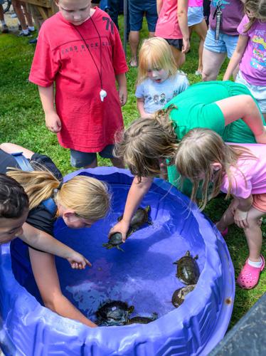 Hoyt Lakes Water Carnival Turtle Races | Gallery | mesabitribune.com