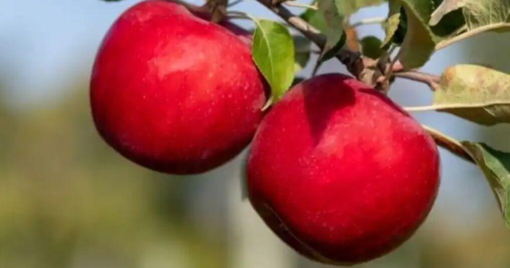 Kudos from U: New Minnesota apple variety is cross between Honeycrisp ...