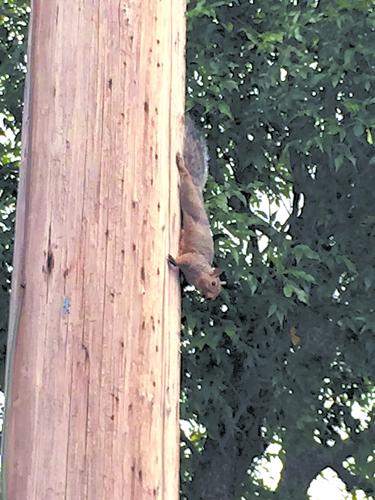 Rodent nose dive | Local | mesabitribune.com