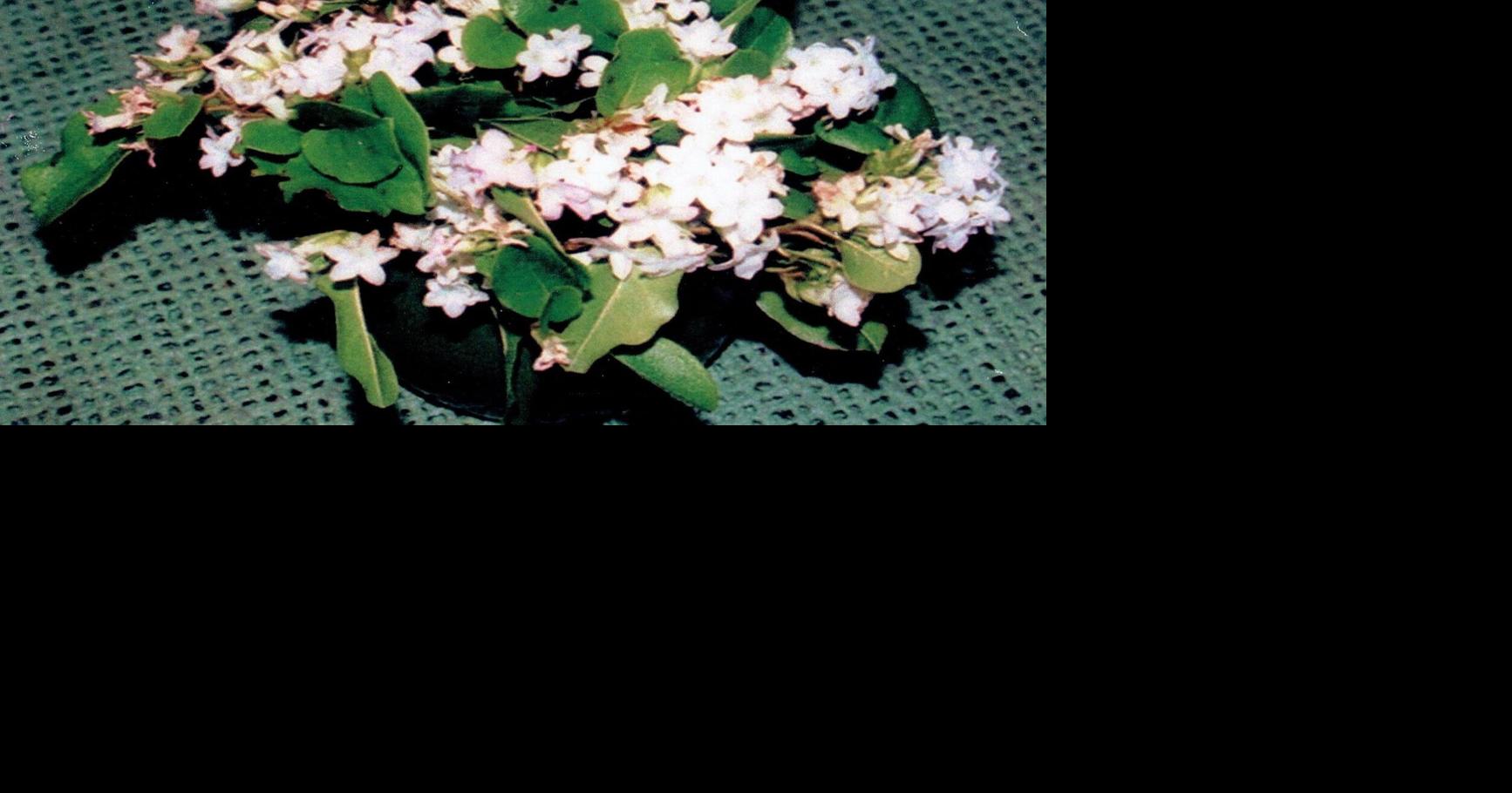 Trailing arbutus will be tardy this spring | Columnists | mesabitribune.com