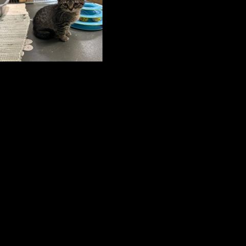 Precious Paws Pet of the Week | Local | mesabitribune.com