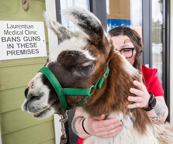 Rent-a-Llama; yes, it's 'a thing' | News | mesabitribune.com