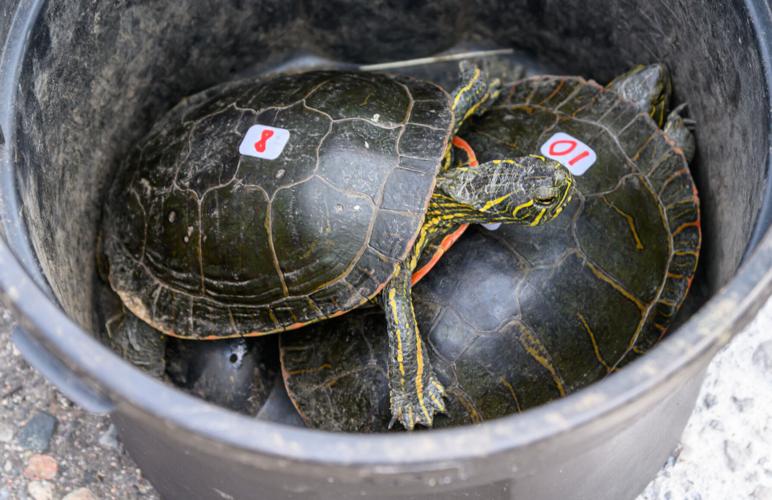 Hoyt Lakes Water Carnival Turtle Races | Gallery | mesabitribune.com